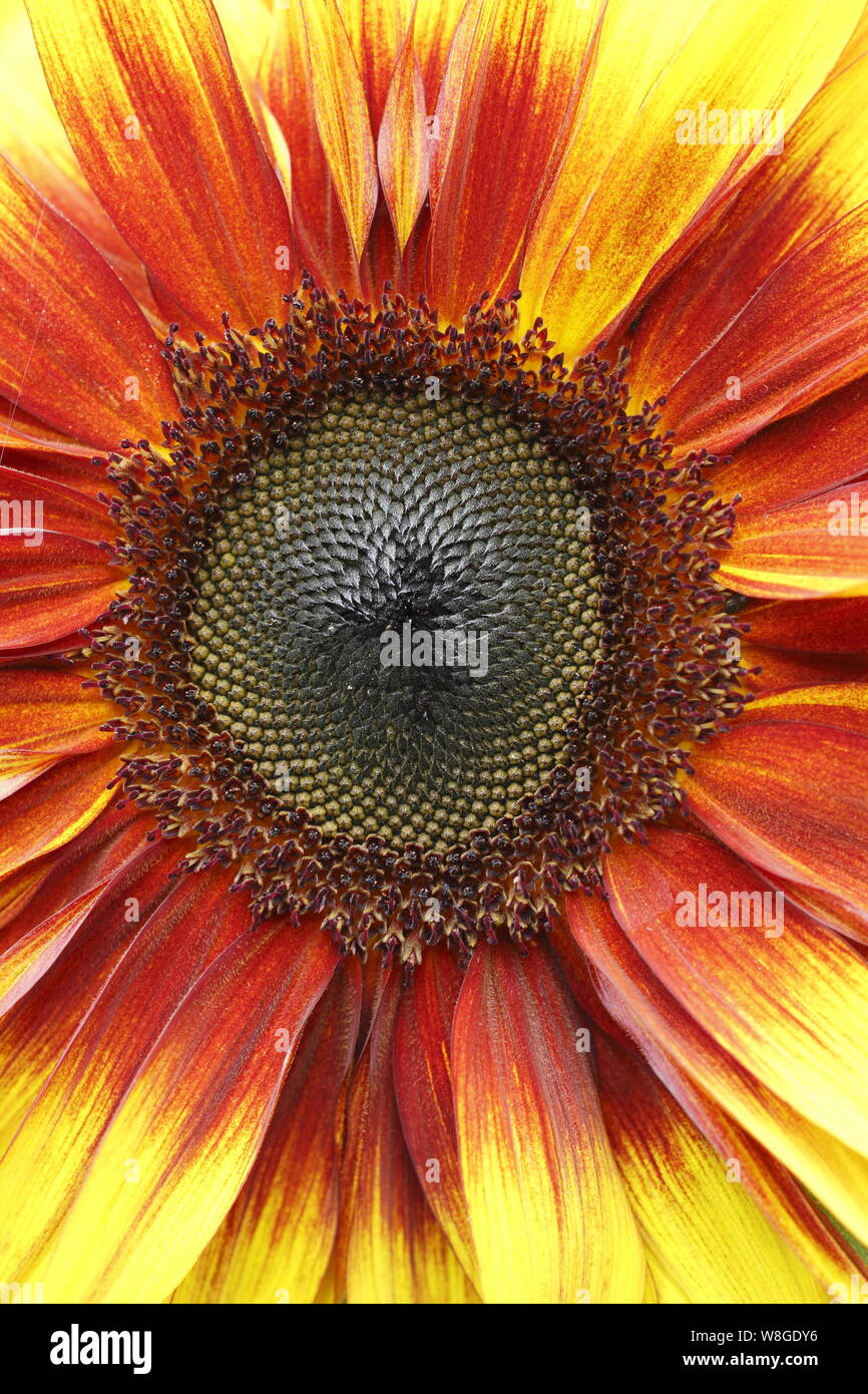 Helianthus annuus 'Firecracker'. Dwarf sunflower flowering in a summer ...