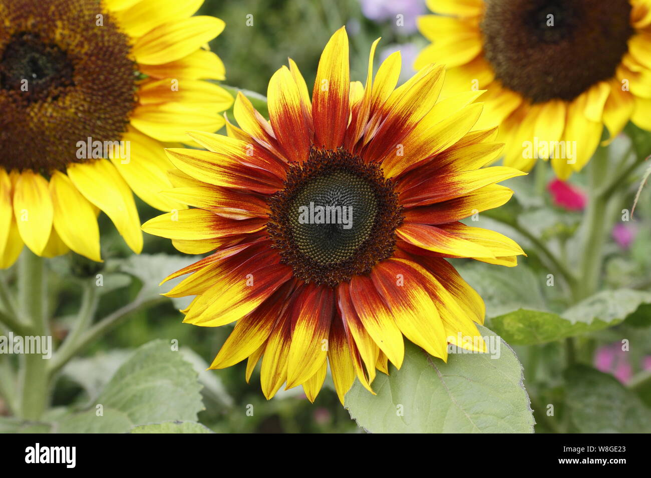 Sunflowers helianthus annuus in the garden hi-res stock photography and ...