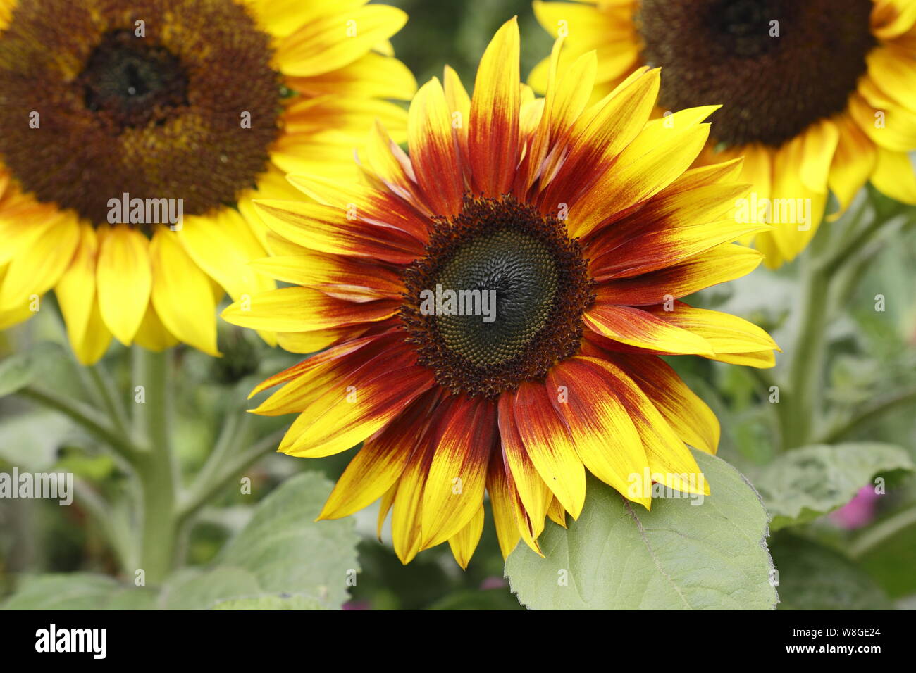Helianthus annuus 'Firecracker'. Dwarf sunflower flowering in a summer ...