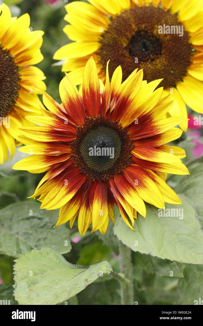 Sunflowers helianthus annuus in the garden hi-res stock photography and ...
