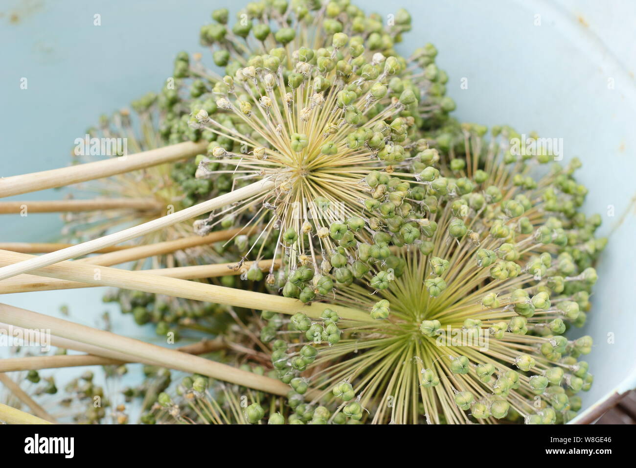 Allium seed heads hi-res stock photography and images - Alamy