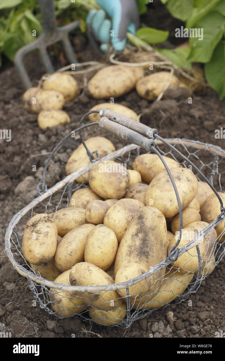 Solanum tuberosum. Harvesting 'Lady Christl' first early potatoes by ...
