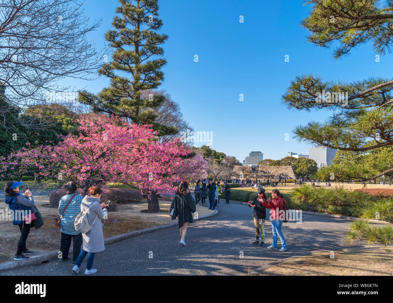 Visitors taking pictures of cherry blossom with the site of the Edo ...