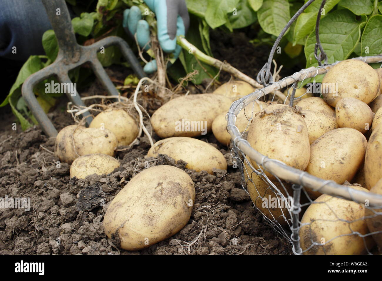Lady christl potato hi-res stock photography and images - Alamy