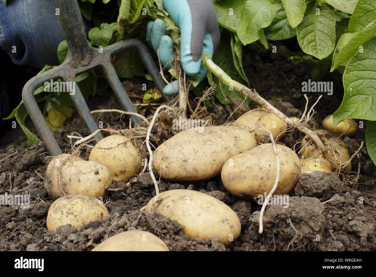 First Early Potato High Resolution Stock Photography and Images - Alamy