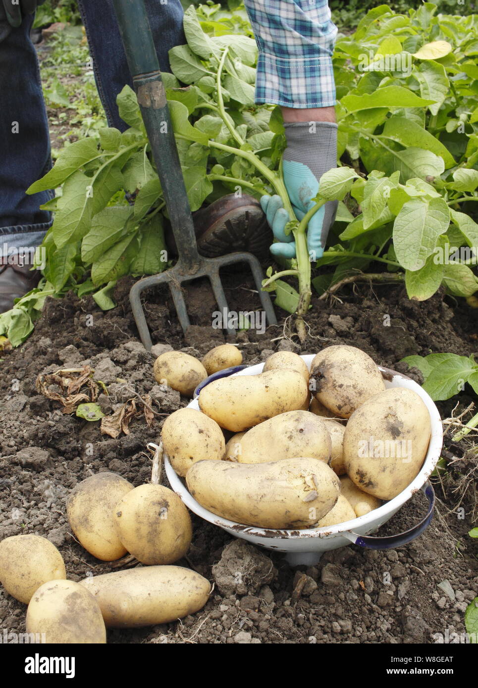 Lady christl potato hi-res stock photography and images - Alamy