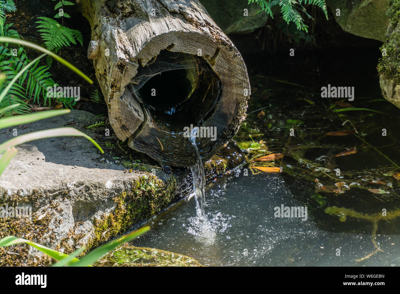 Water flows through a hollow log pipe at a garden in Renton, Washington ...