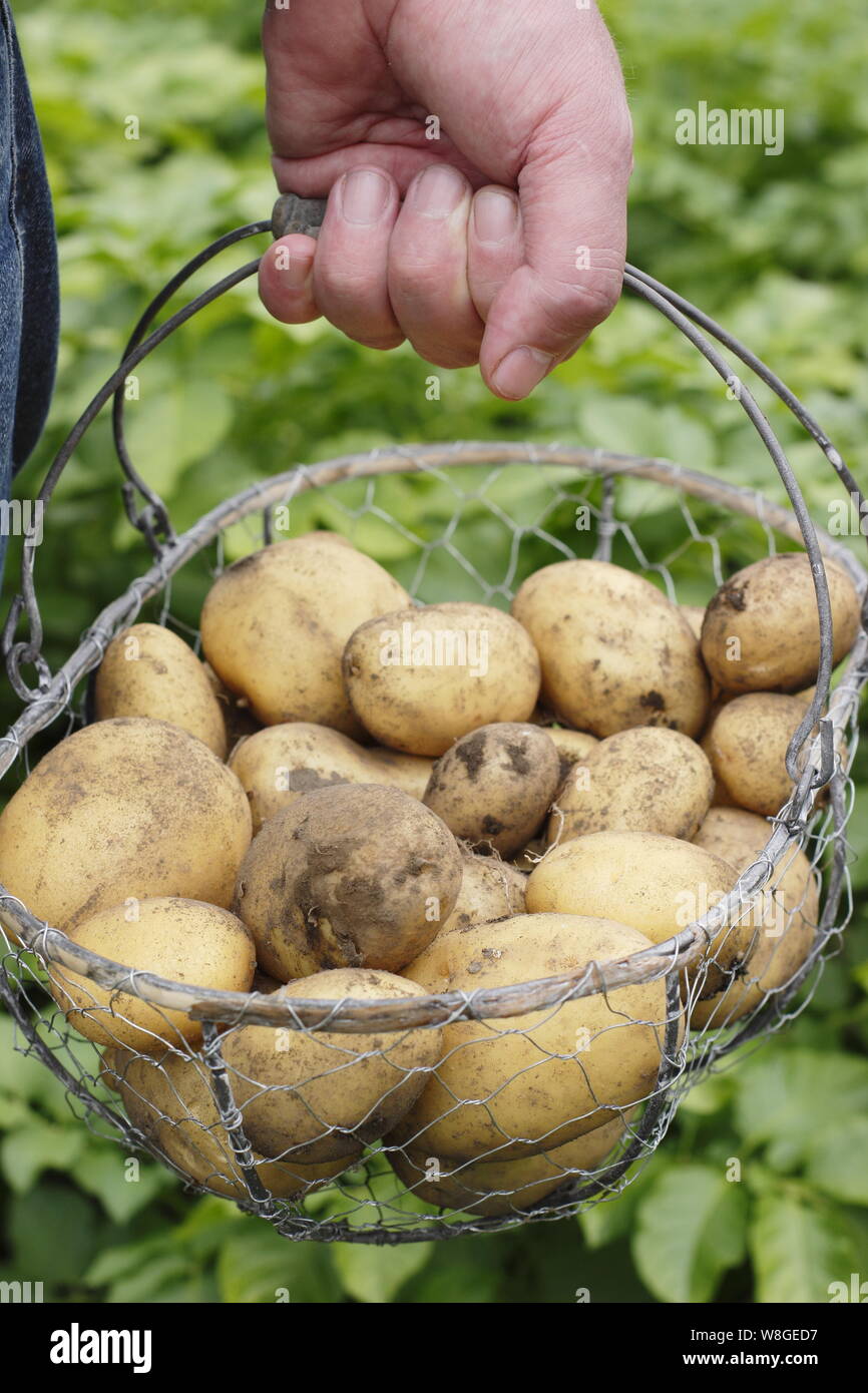 Lady christl potato hi-res stock photography and images - Alamy