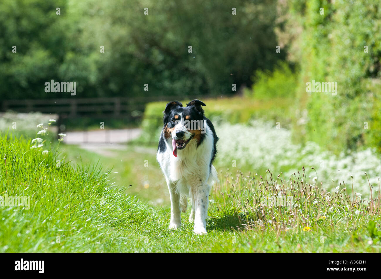 Long dog tongue hi-res stock photography and images - Alamy