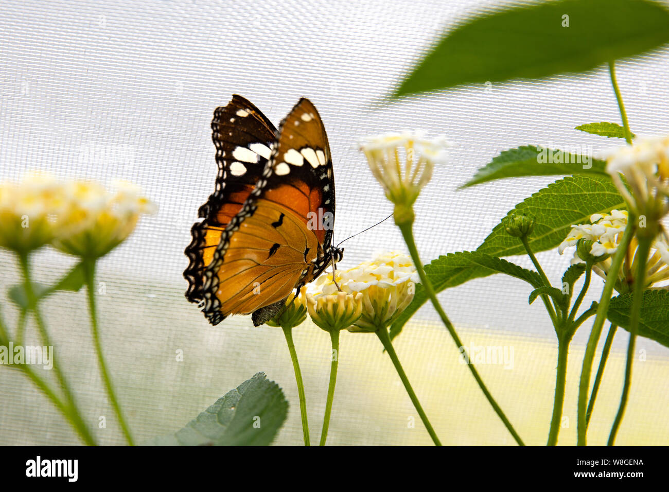 Butterfly attraction hi-res stock photography and images - Alamy