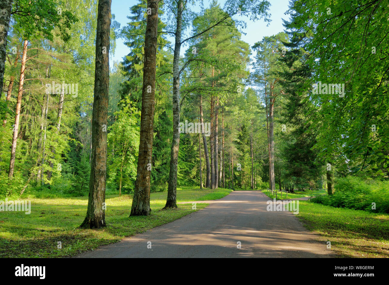 Beautiful forest landscape.Around the green meadows bloom, trees grow ...