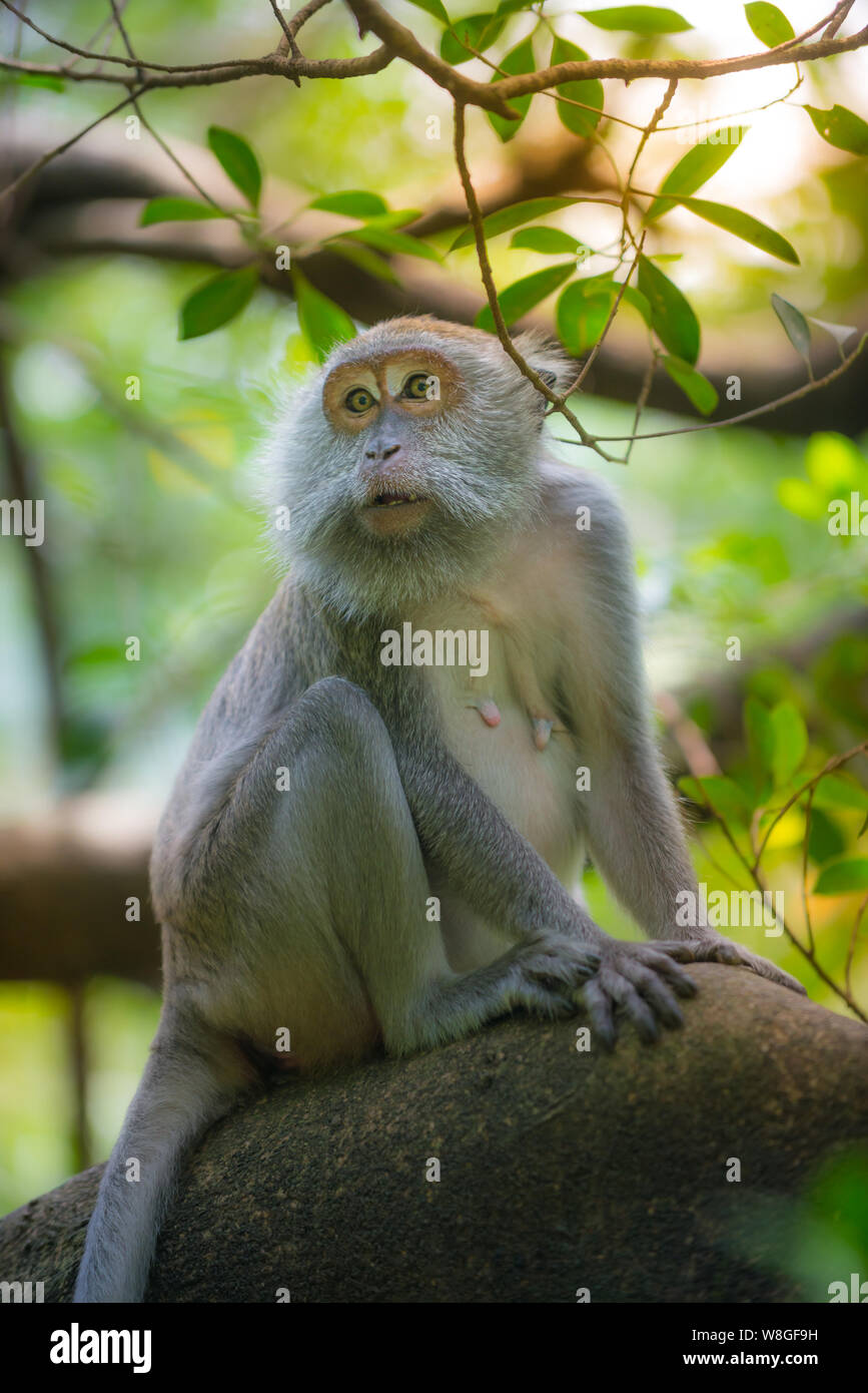 Crab eating macaque, Macaca fascicularis,adult female sits on the rock ...