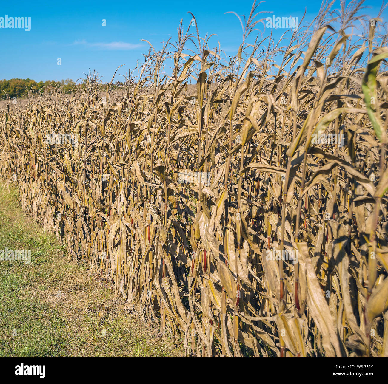 Field of dry corn on a farm Stock Photo - Alamy