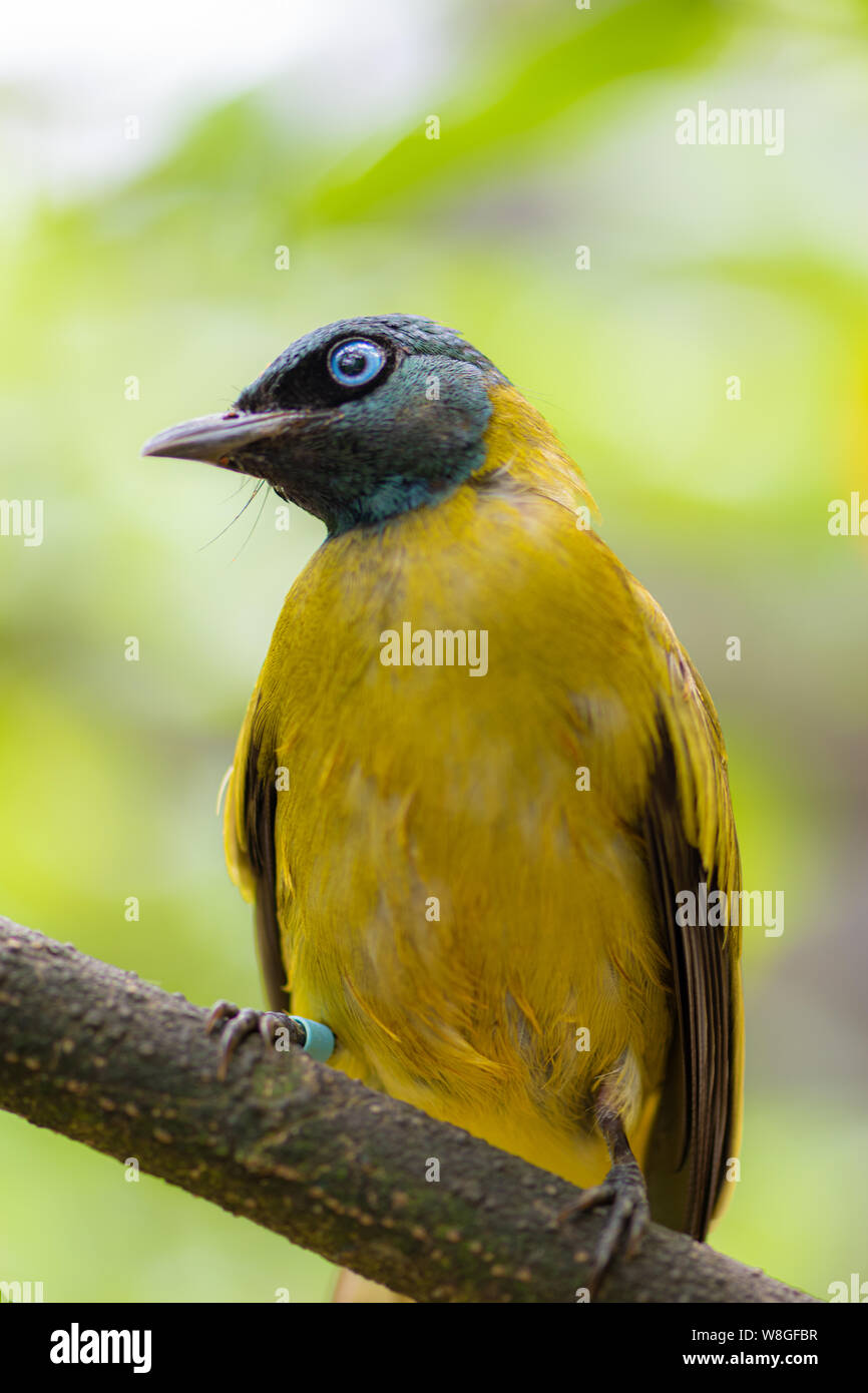 Black-headed bulbul, Pycnonotus atriceps, perched on a tree branch ...