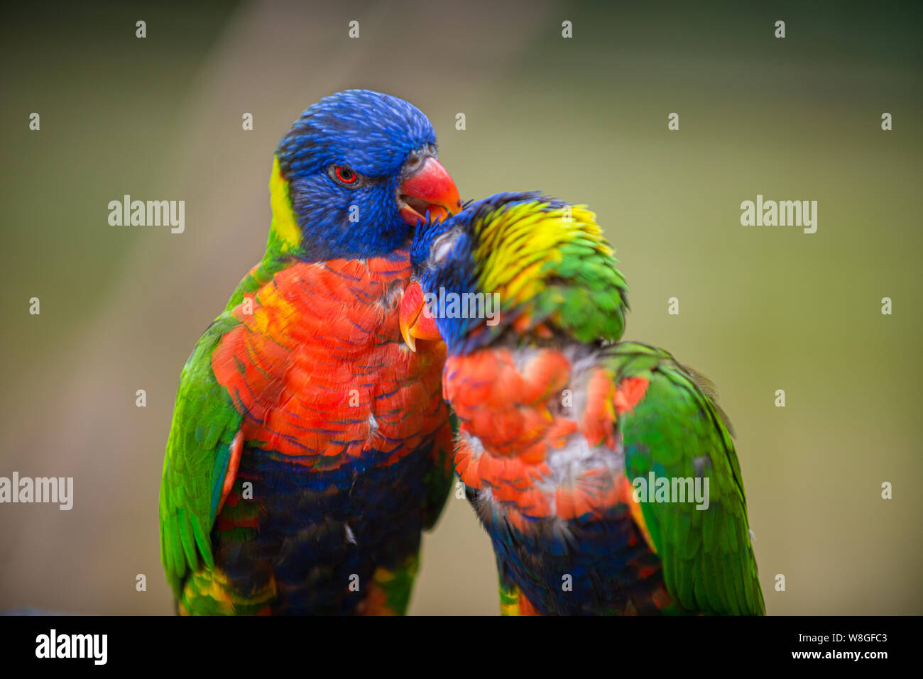 Grooming parakeet hi-res stock photography and images - Alamy