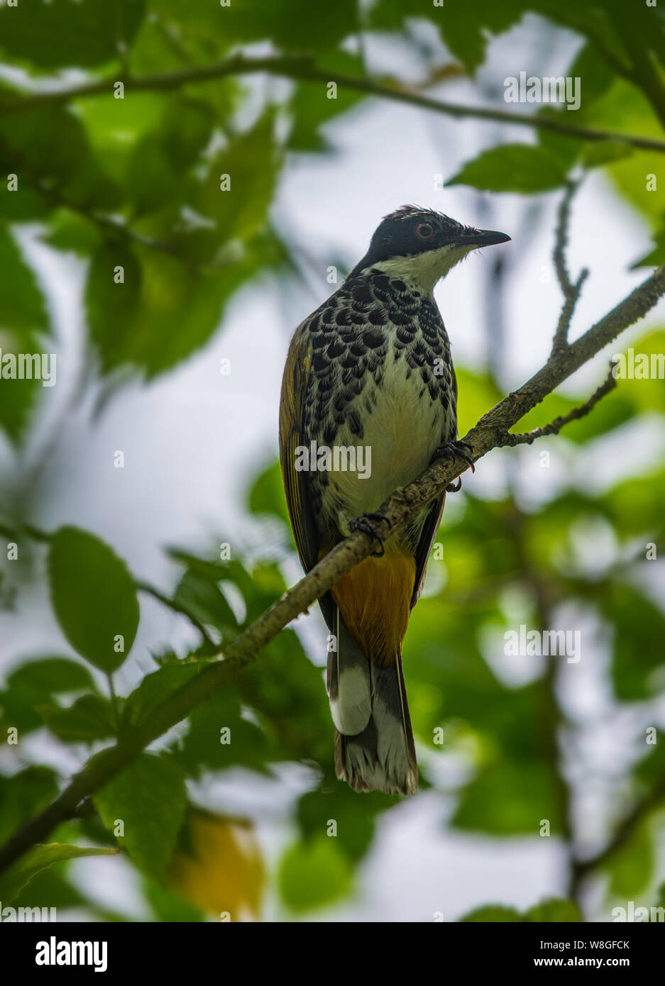 Yellow breasted bulbul hi-res stock photography and images - Alamy