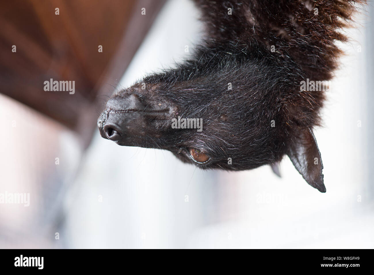 Close up of a Malayan flying fox (a.k.a. large fruit bat) hanging ...