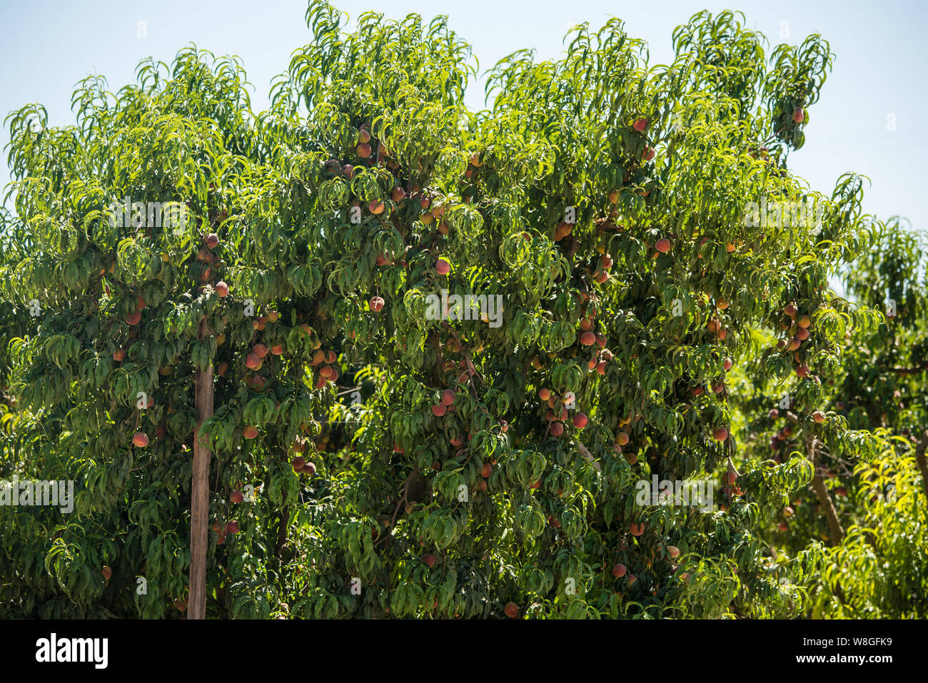 Micro irrigation is used to water the this peach orchard in Livingston ...