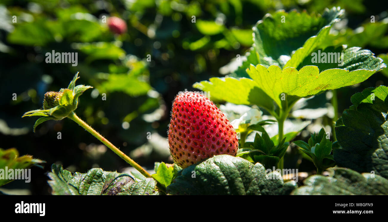 Close up of a strawberry plant on a farm Stock Photo - Alamy
