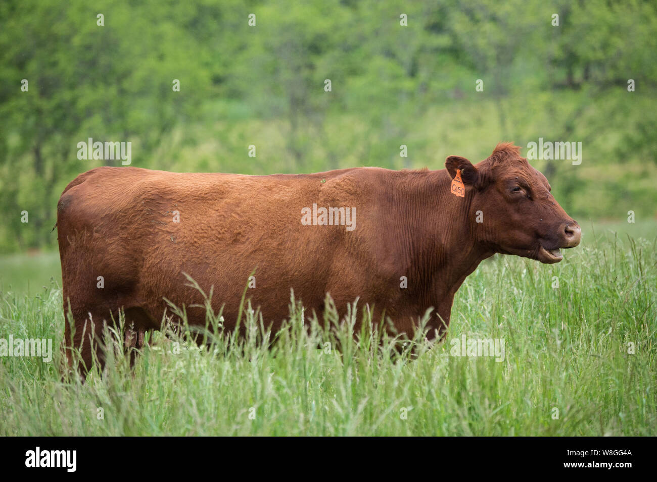 Red Devon cattle grazing in a pasture Stock Photo - Alamy