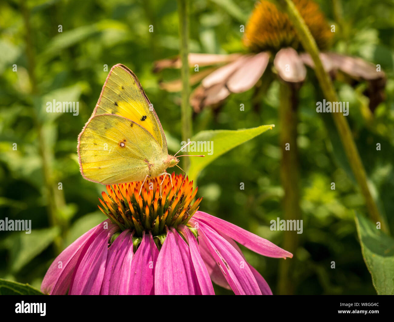 A butterfly polinating an echinacea flower Stock Photo - Alamy