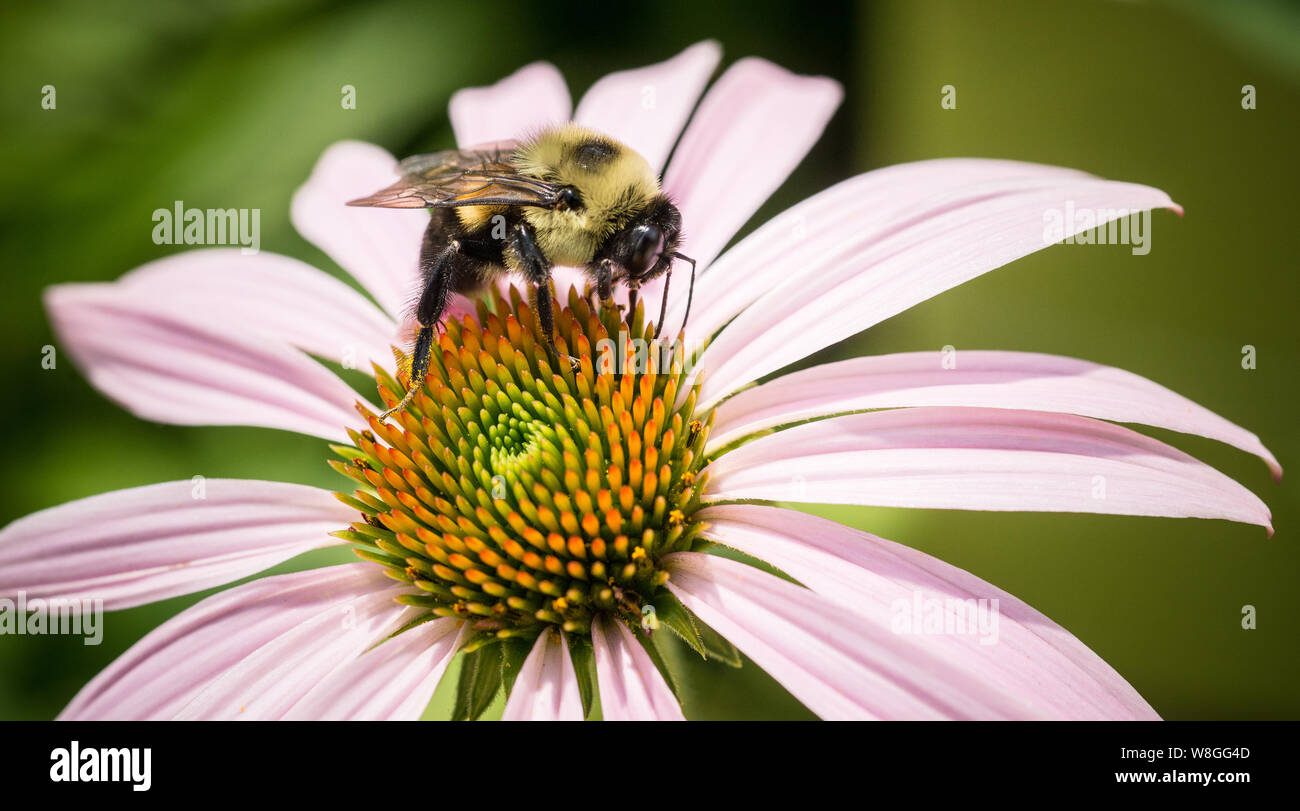 A bee or bumble bee polinating a flower Stock Photo - Alamy