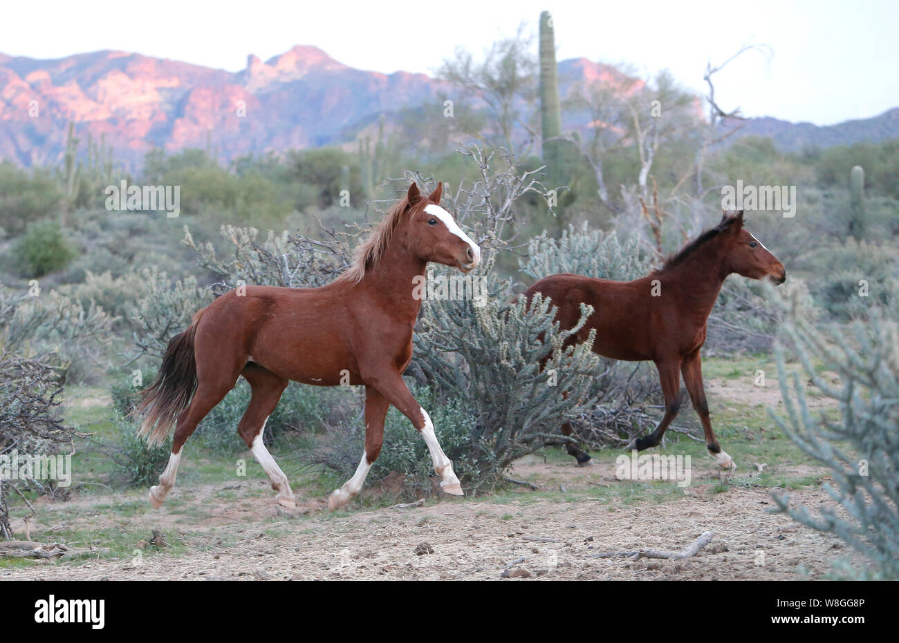 Wild Horses are seen in Arizona Stock Photo - Alamy