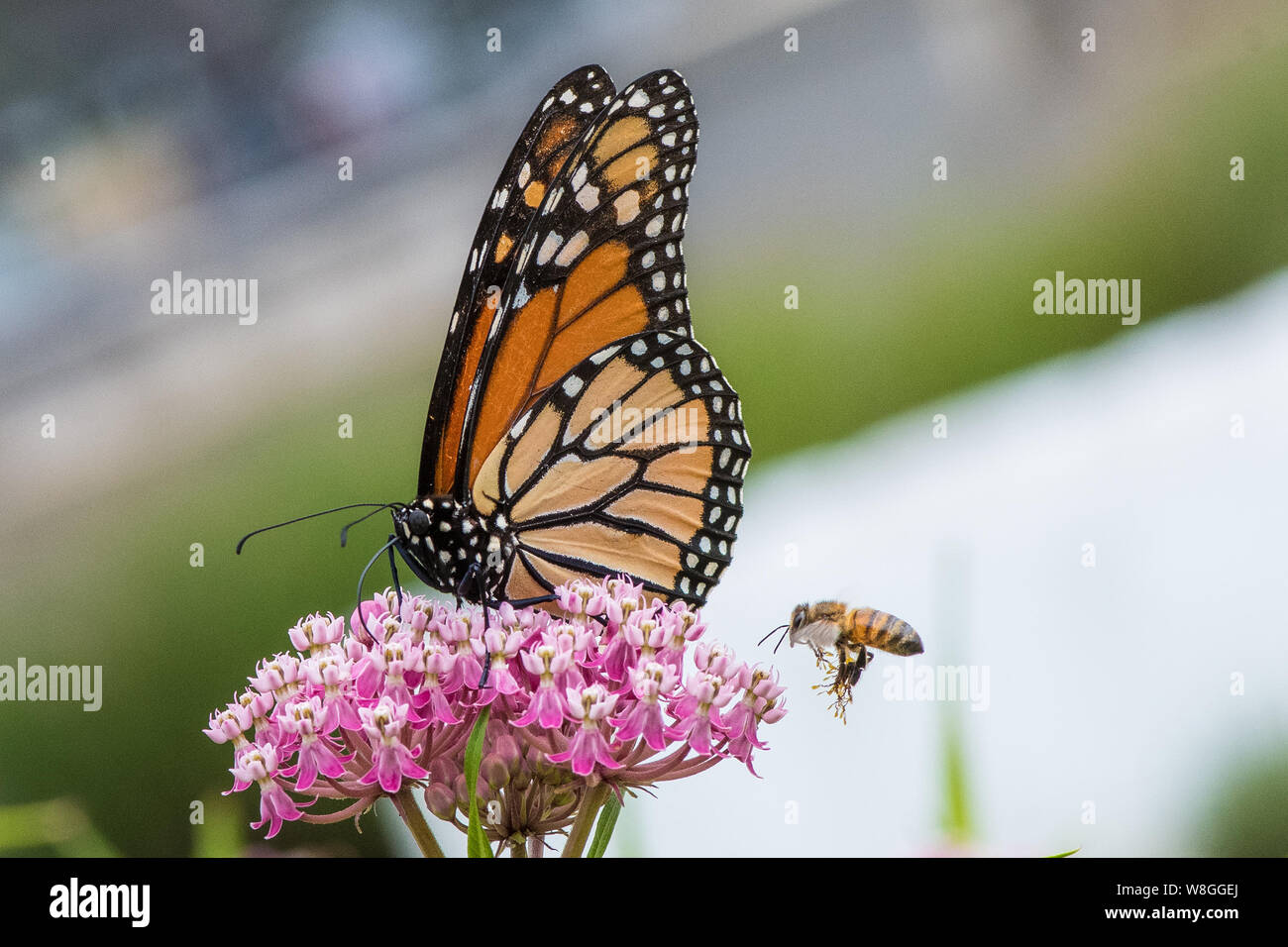 Monarch butterfly pollinating a purple flower Stock Photo - Alamy
