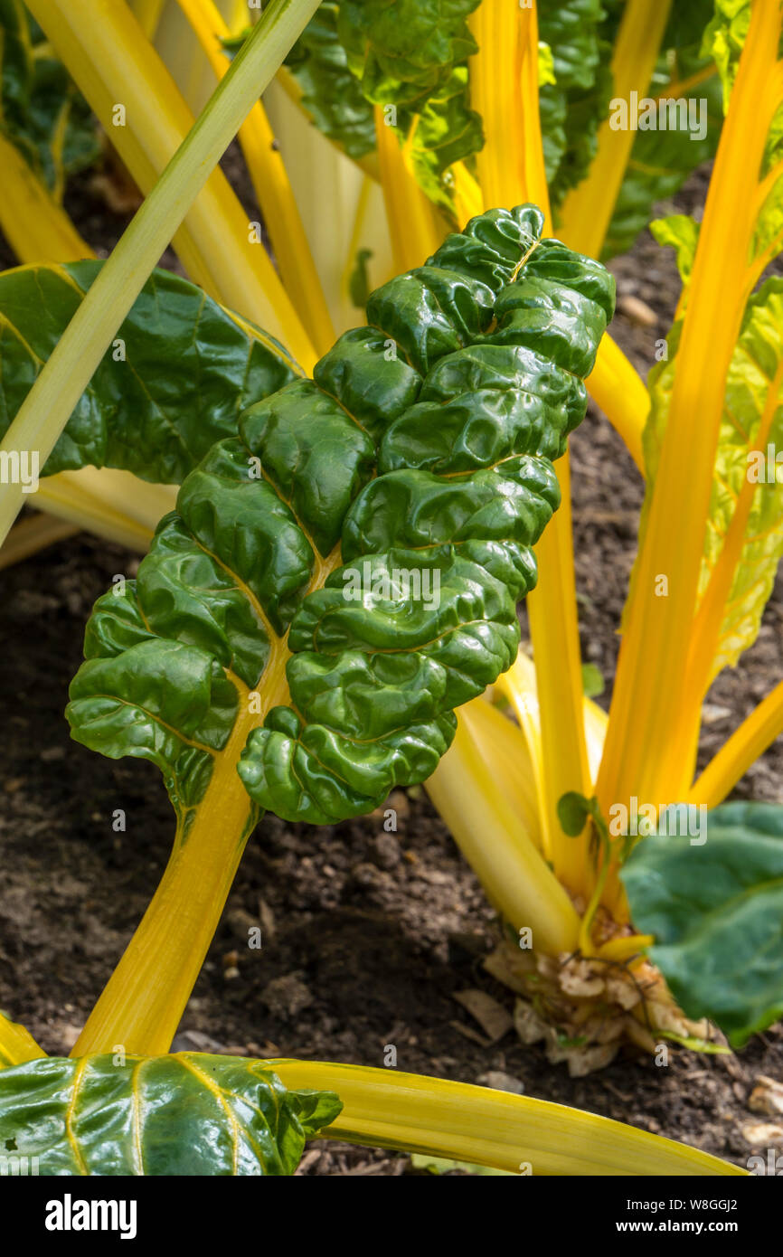 Cicla group hi-res stock photography and images - Alamy