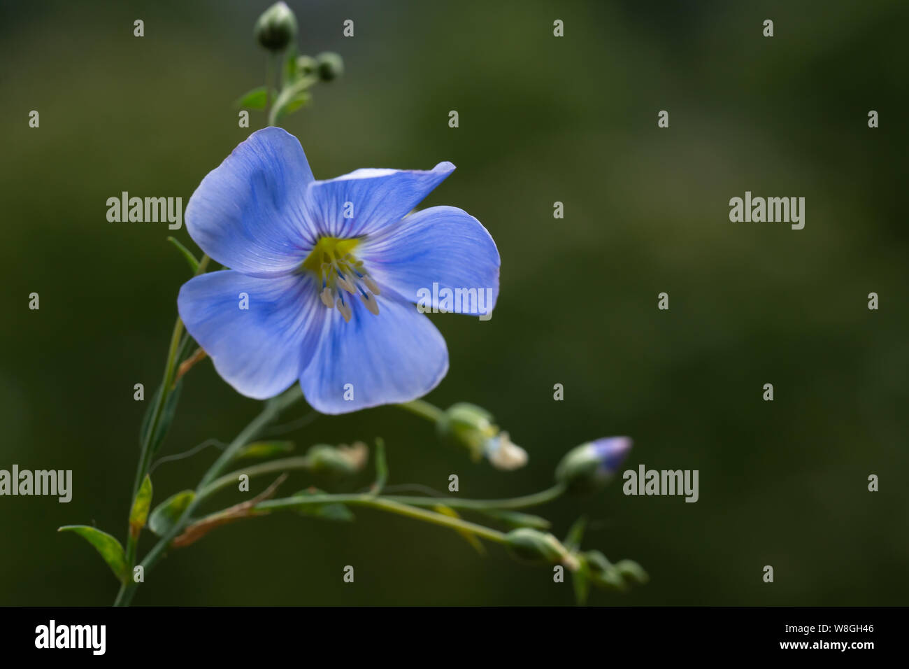 Beautiful flowers of flax Stock Photo - Alamy