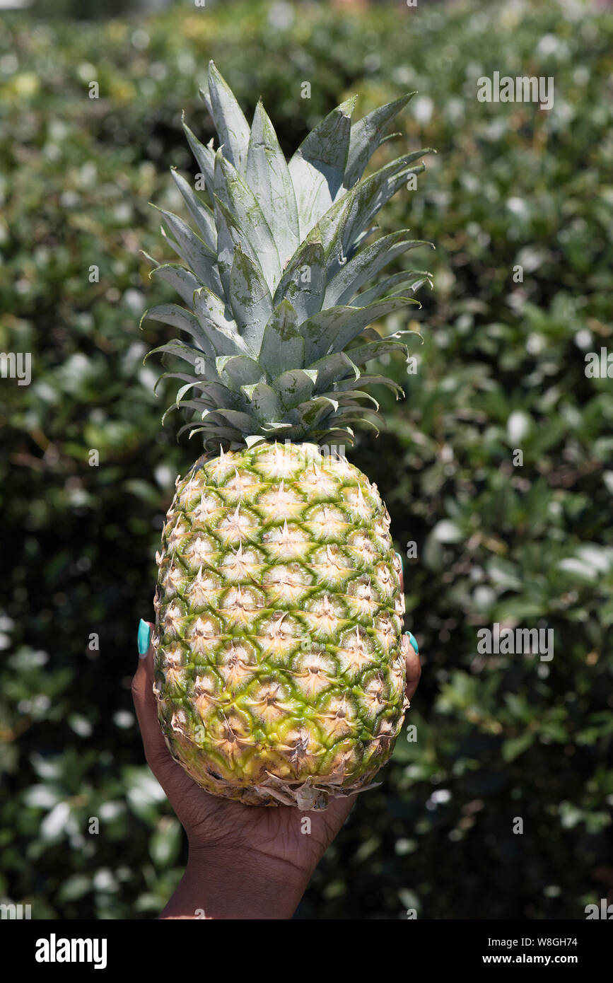 Food sources vitamin a hi-res stock photography and images - Alamy