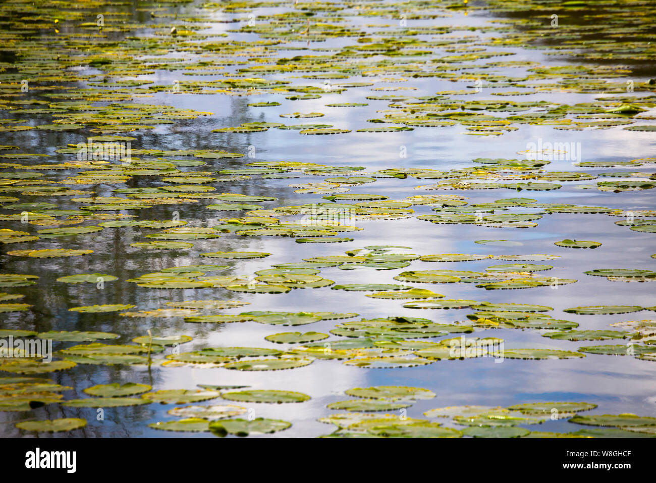Water lily pads floating on the water Stock Photo - Alamy