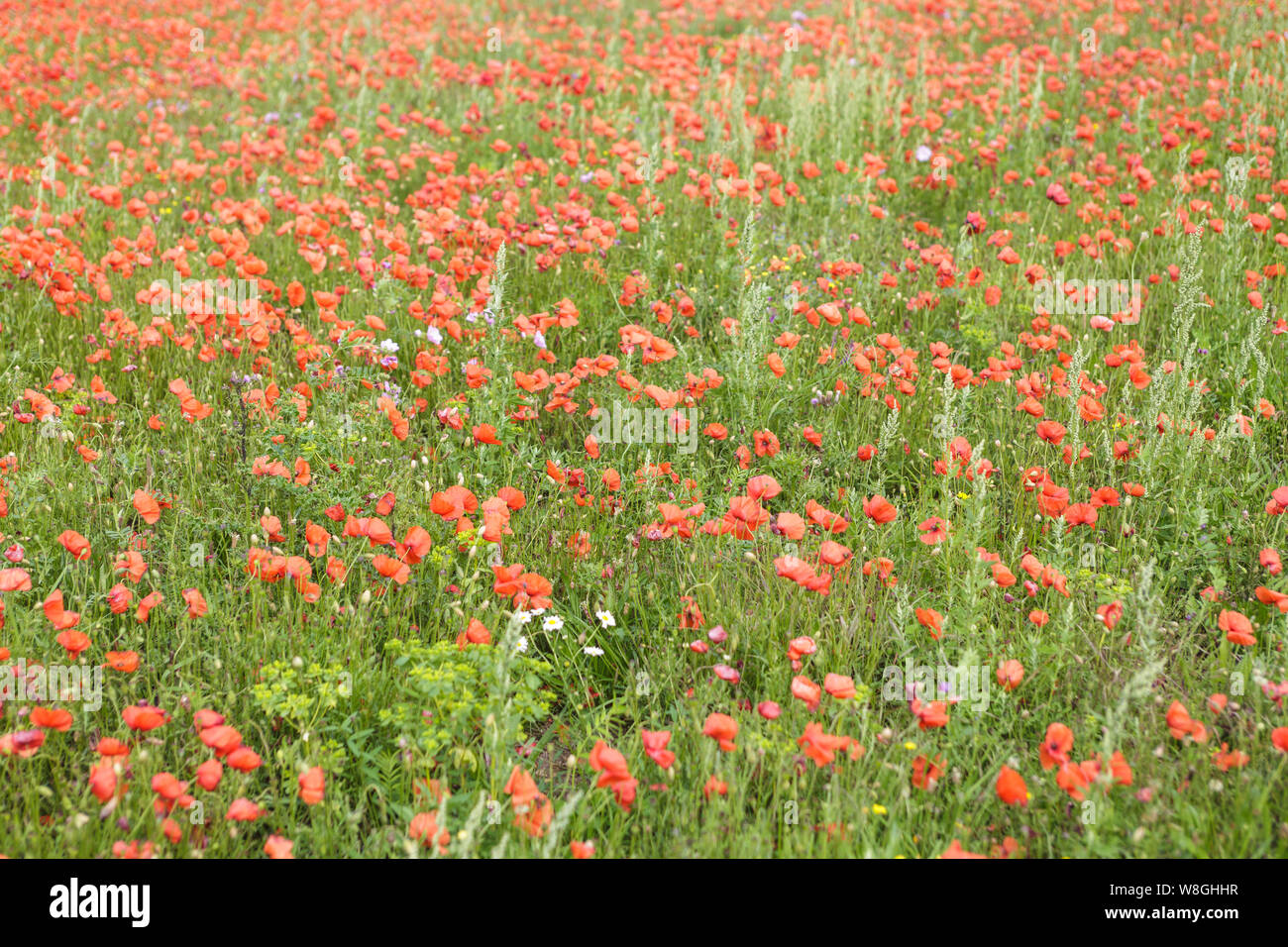 England norfolk poppy field red hi-res stock photography and images - Alamy