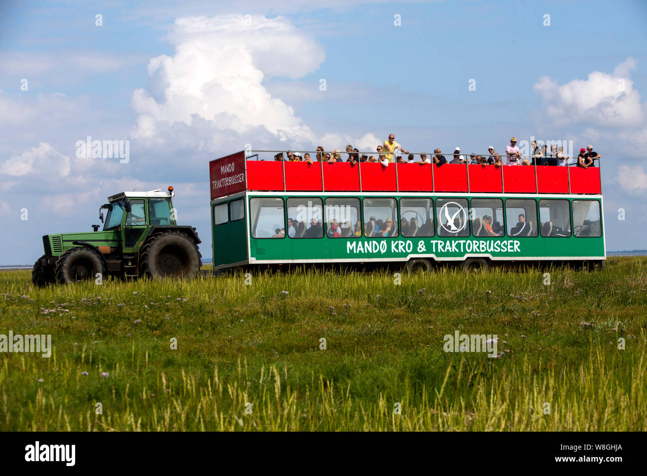 A tractor bus transports tourist to Mandø from Jutland through the ...