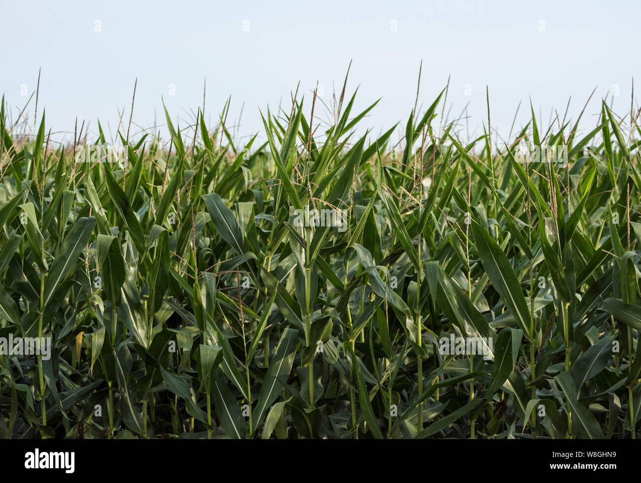 Iowa cornfield hi-res stock photography and images - Alamy