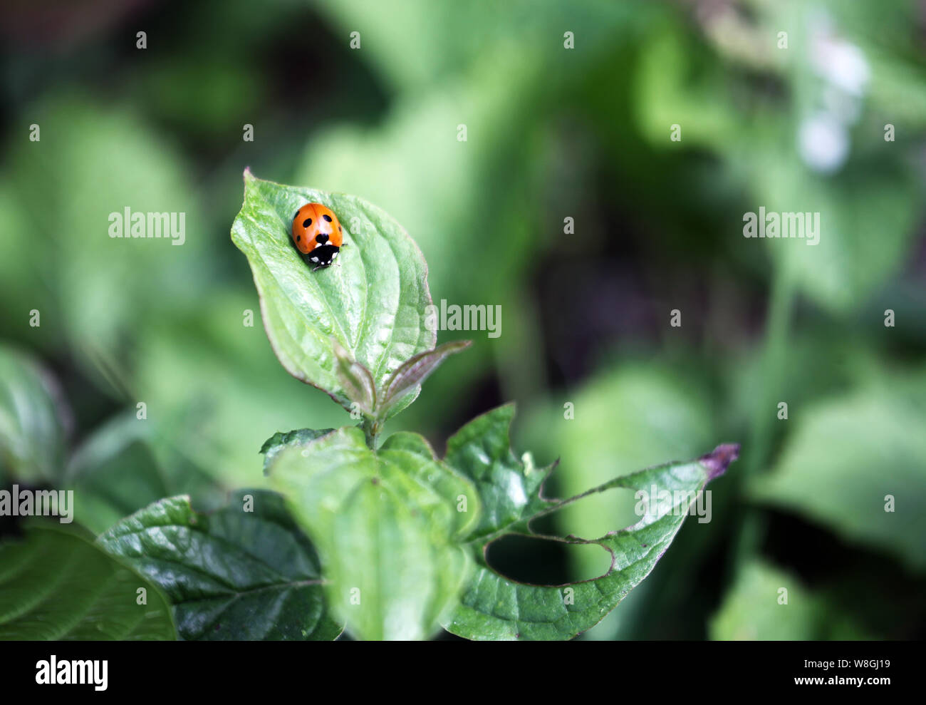 Ladybug flying isolated hi-res stock photography and images - Alamy