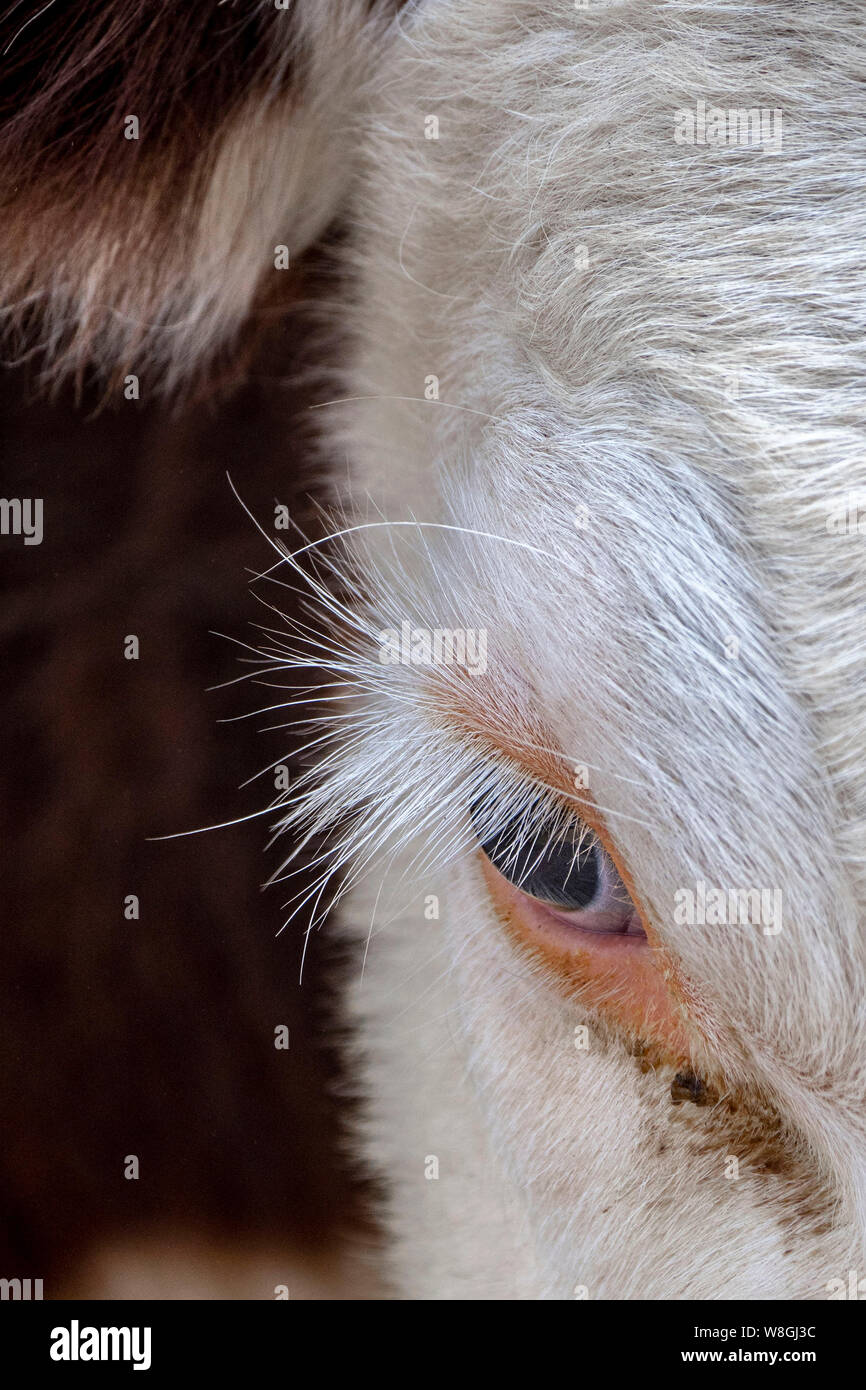 Seen in the image hi-res stock photography and images - Alamy