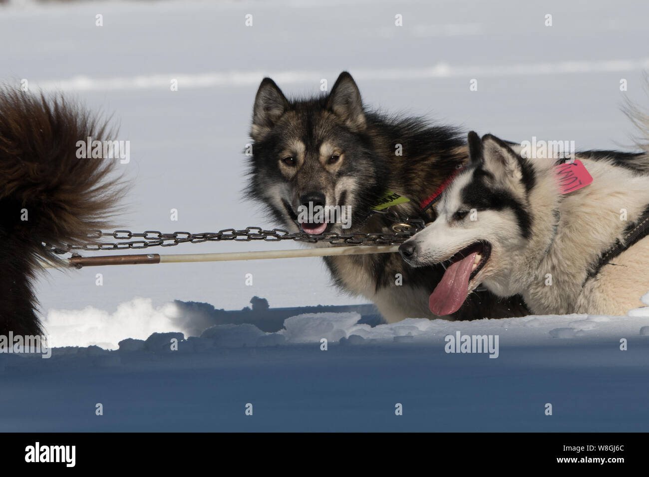 A team of Canadian Inuit dogs near Ely, Minnesota, on March 1, 2018 ...