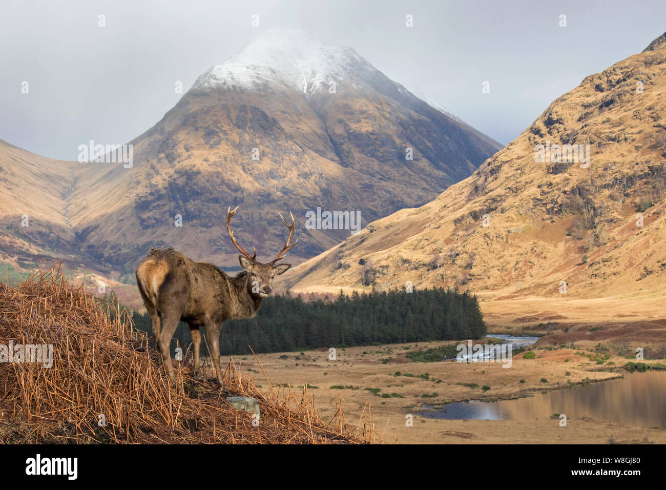 Scottish deer in landscape hi-res stock photography and images - Alamy