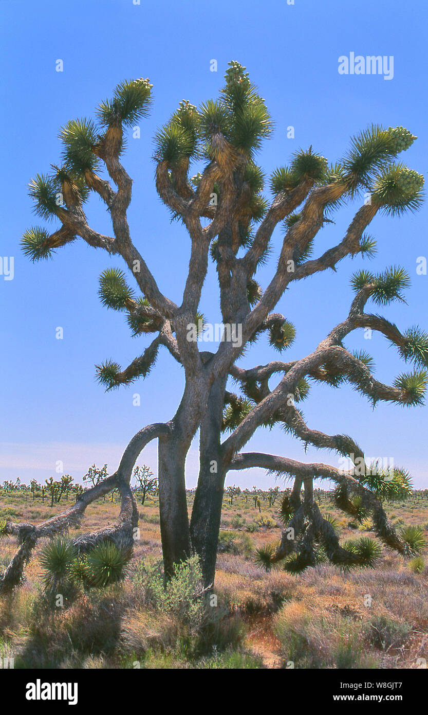 Joshua Trees in Joshua Tree National Park in California Stock Photo - Alamy