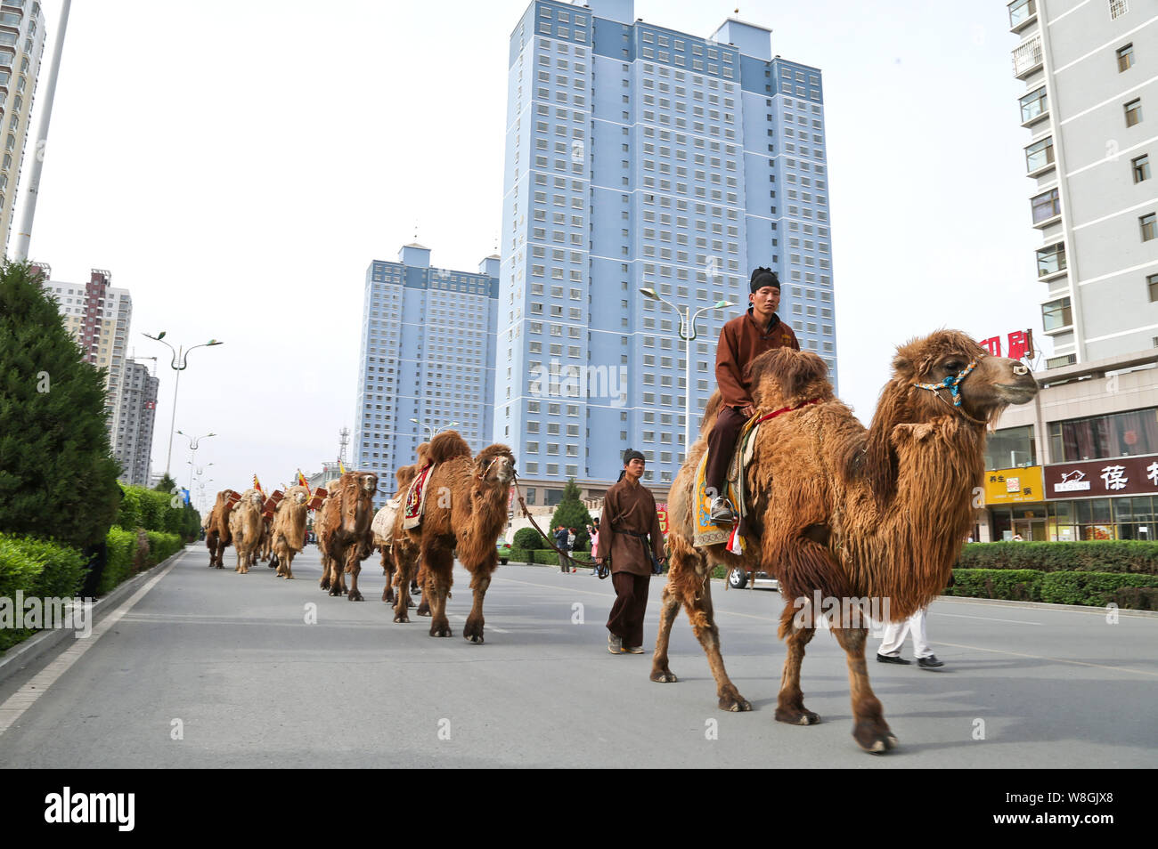 Chinese tea merchants ride or walk with their camels loaded with tea ...