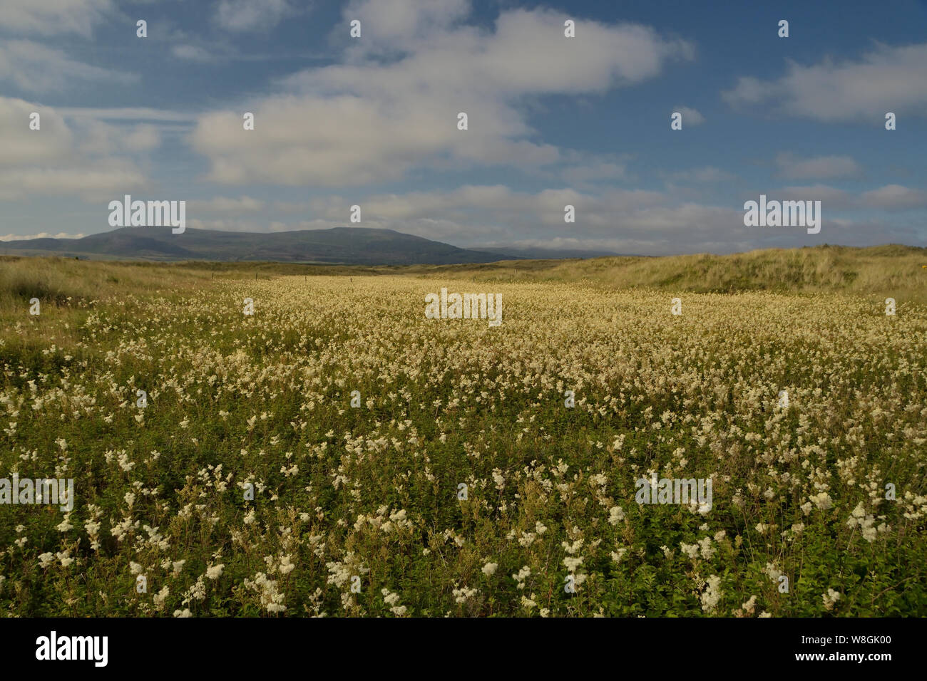 17 04601 ful hi-res stock photography and images - Alamy