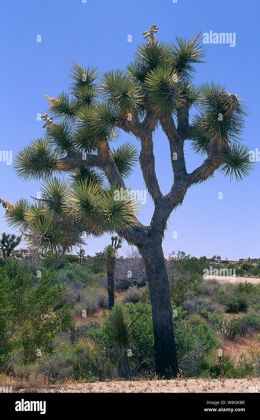 California endangered trees hi-res stock photography and images - Alamy