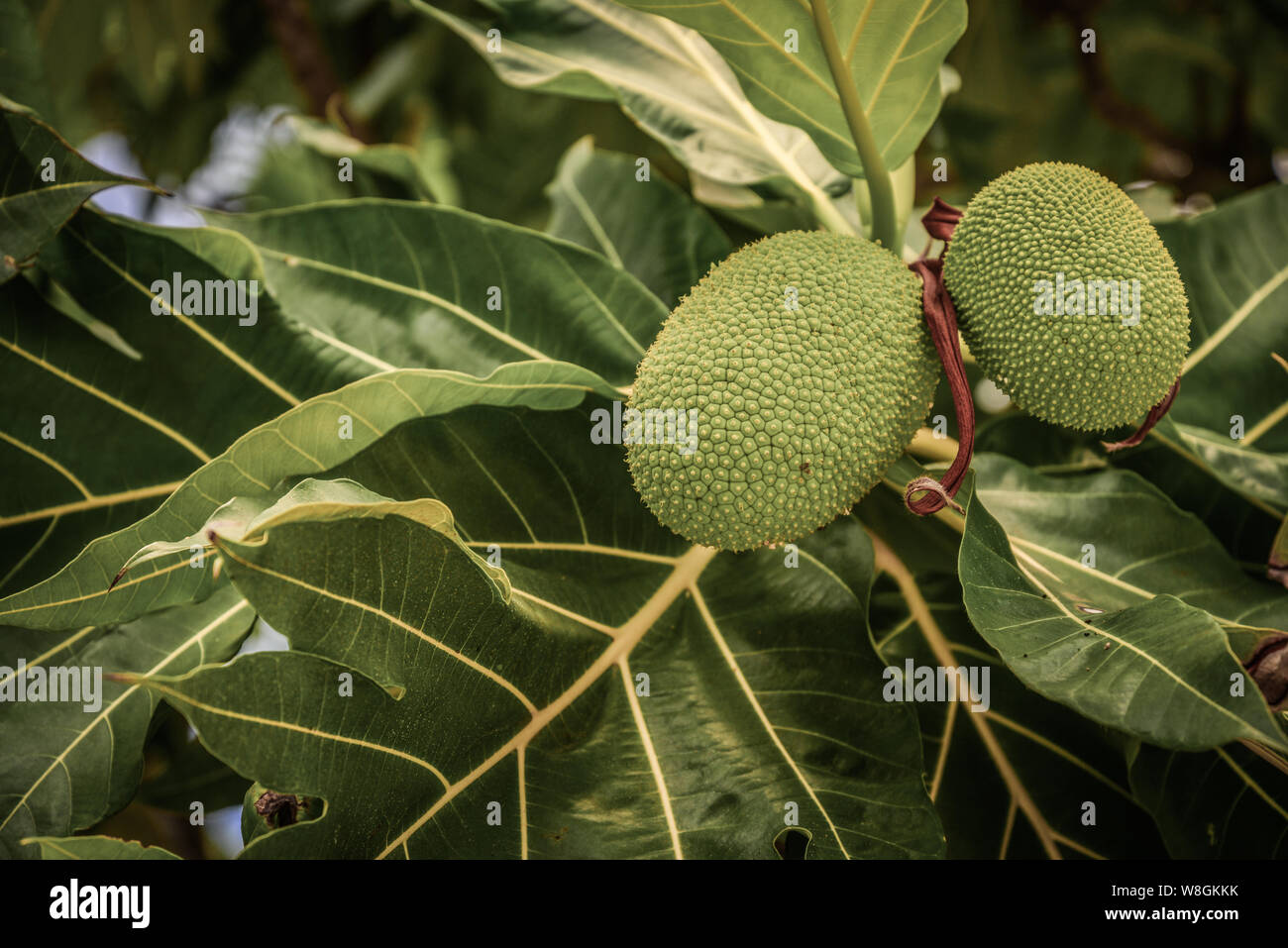 Breadfruit (Artocarpus altilis) tree with fruits. Breadfruit originated ...