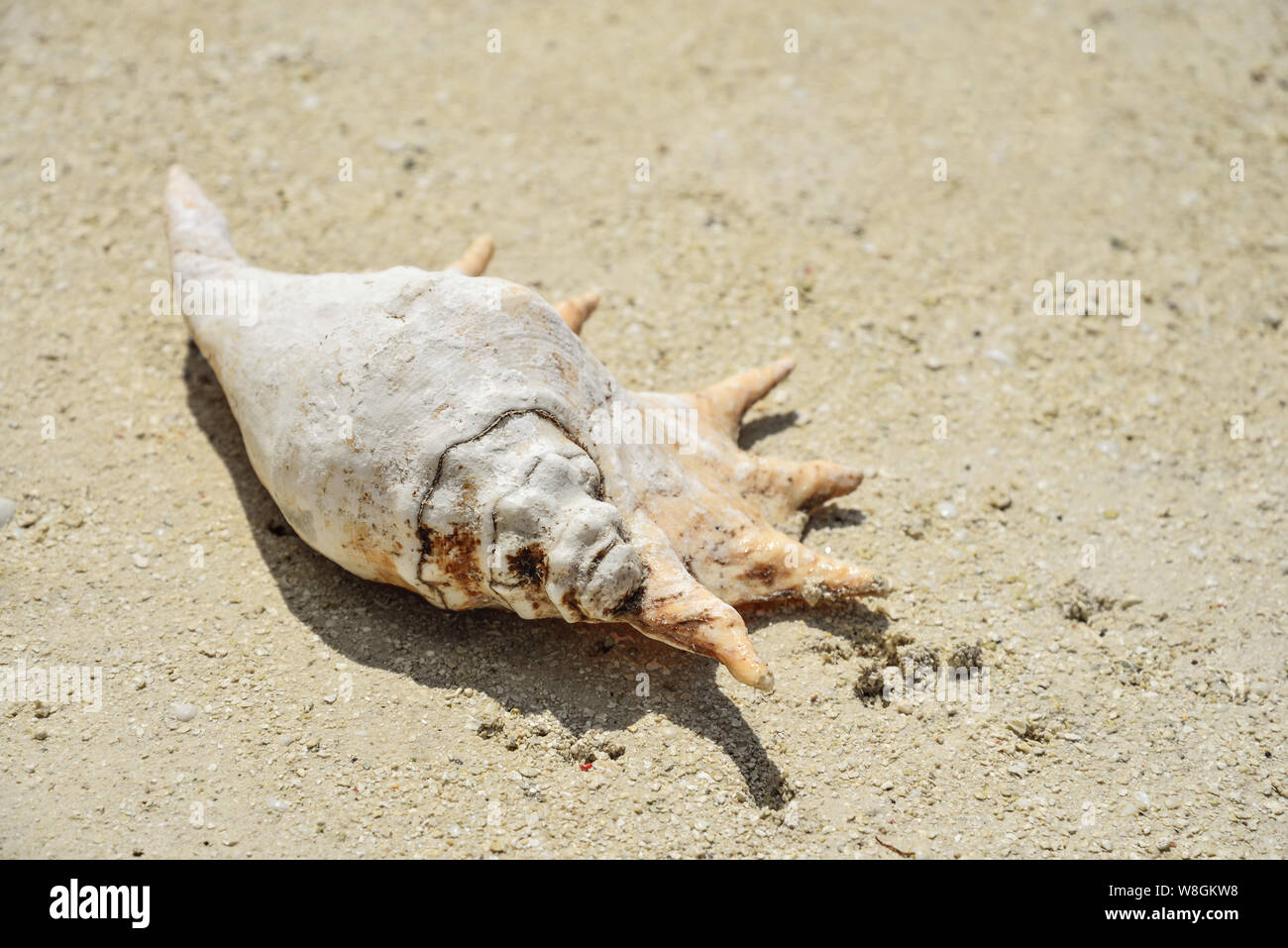 Big seashell hi-res stock photography and images - Alamy
