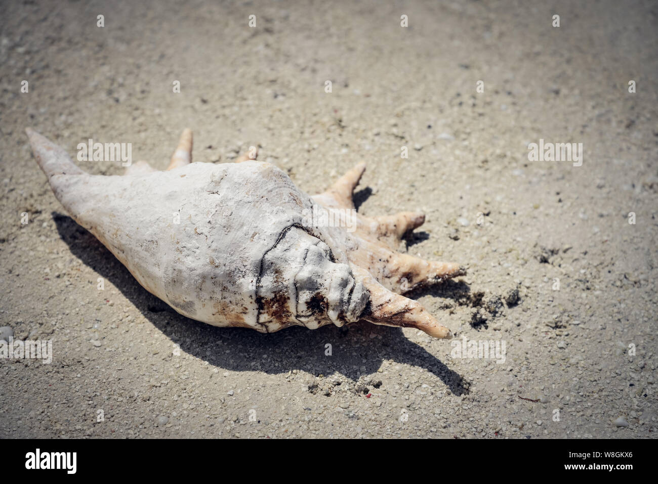 Big seashell hi-res stock photography and images - Alamy