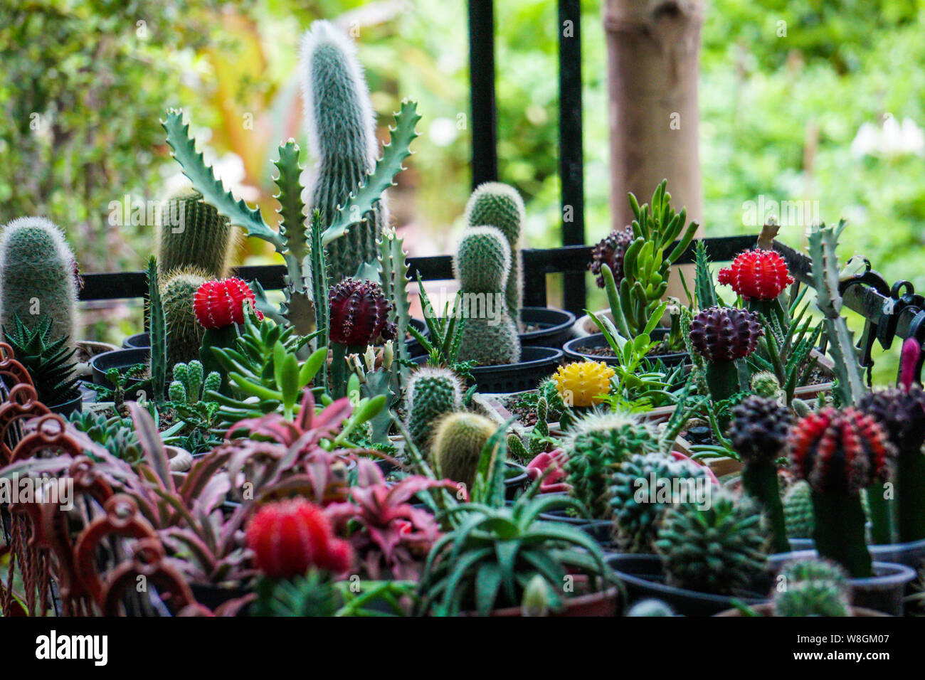 Cacti are native to the Americas, ranging from Patagonia in South ...