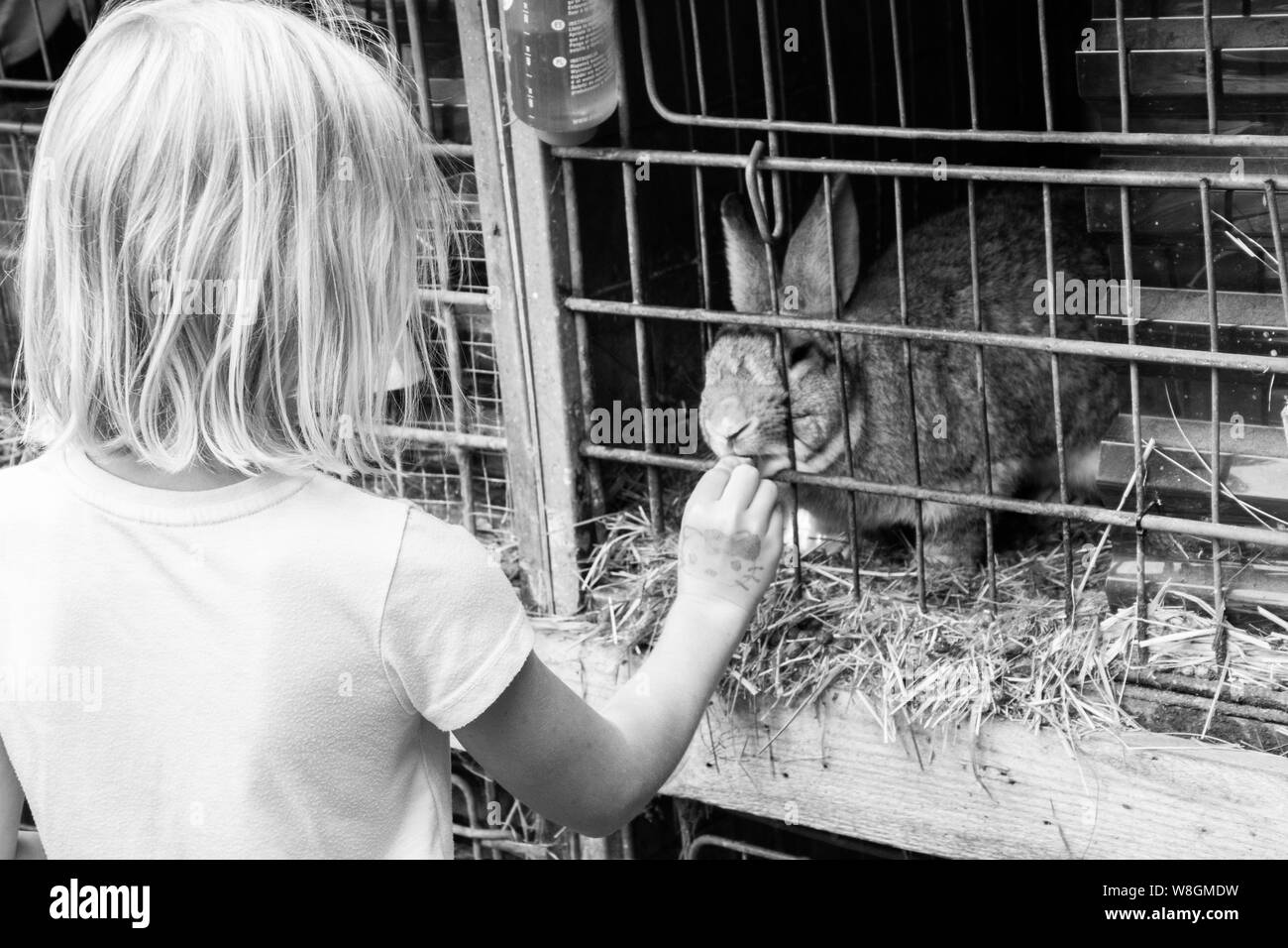 Girl feeding bunny Stock Photo - Alamy