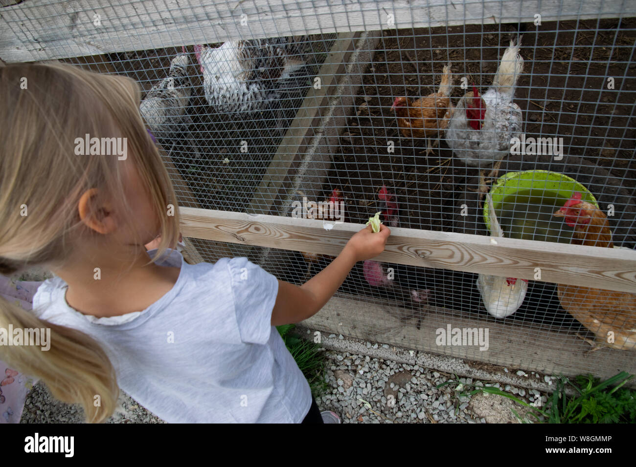 child feeding chicken Stock Photo - Alamy