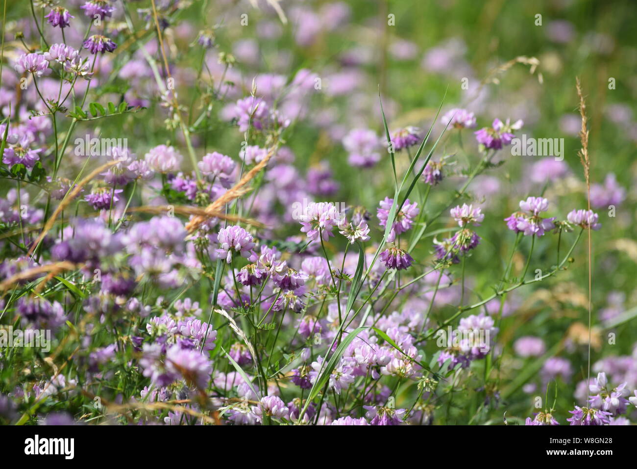 colorful Crown vetch in Full bloom Stock Photo - Alamy